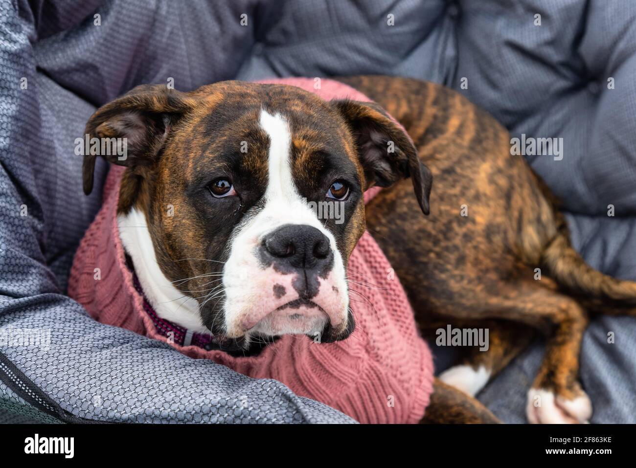 Cute and Adorable Female Boxer Dog laying on a cozy camping chair Stock ...