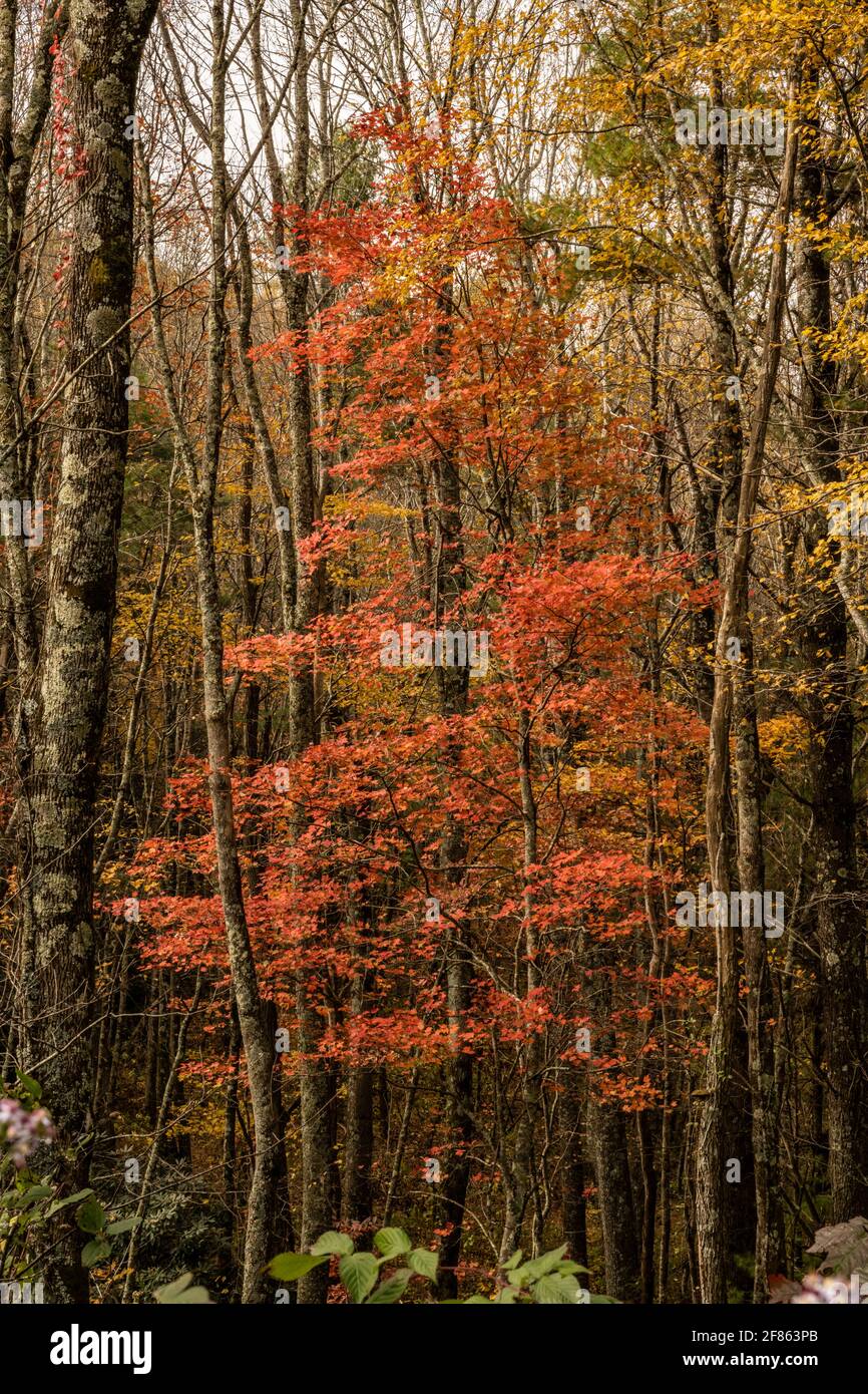 Red Leaves In Dark Forest along Blue Ridge Parkway Stock Photo - Alamy