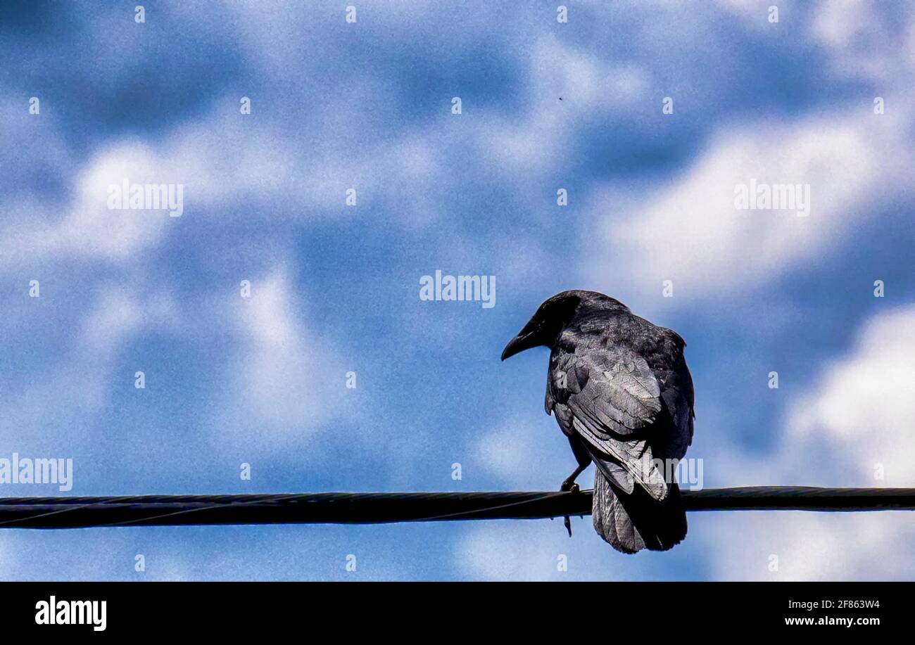 Raven on a power wire in front of a big blue sky Stock Photo - Alamy