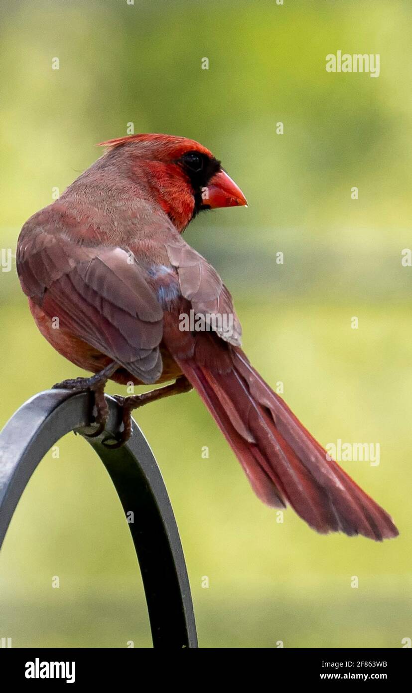 Northern Cardinal on a high perch Stock Photo - Alamy
