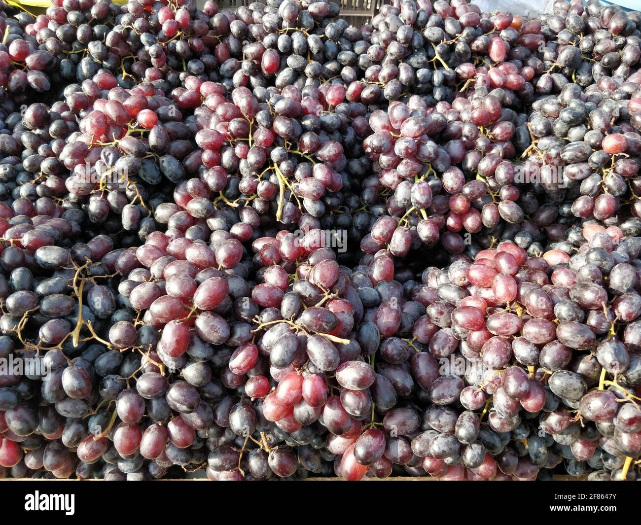 Grapes vineyard india hi-res stock photography and images - Alamy