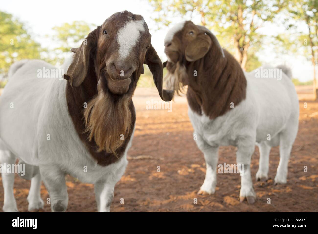 Boer Goat White Background