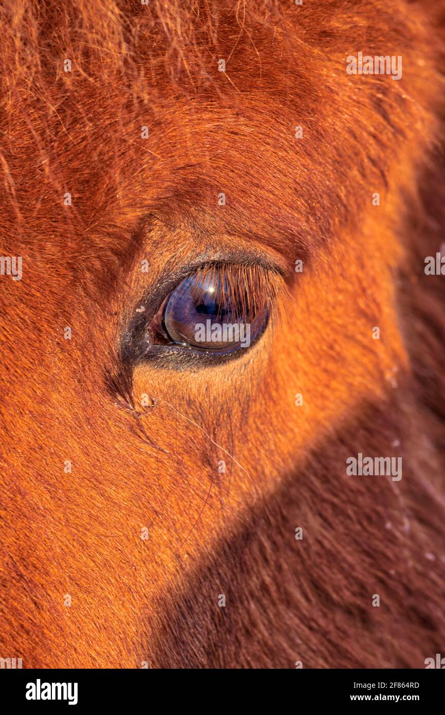 The Eye Taken at @Iceland Stock Photo - Alamy