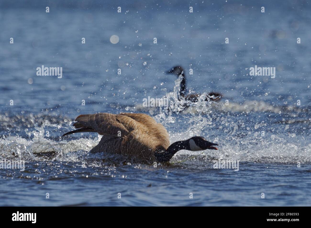 A young Canada goose scaring off a predator. Quebec, Canada Stock Photo ...