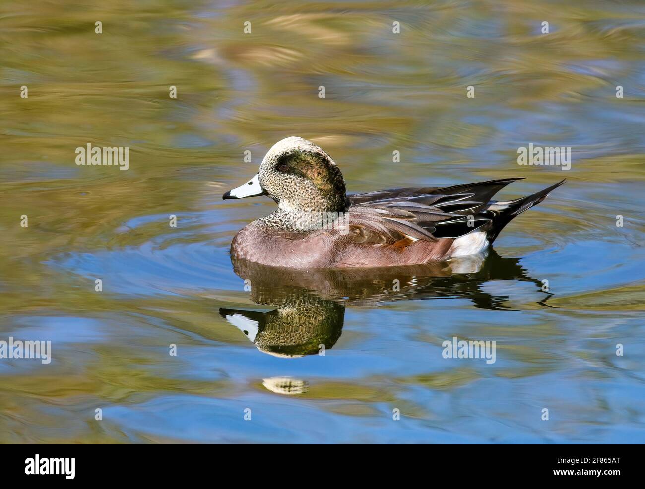 An American Wigeon drake blends in nicely with surrounding waters in ...