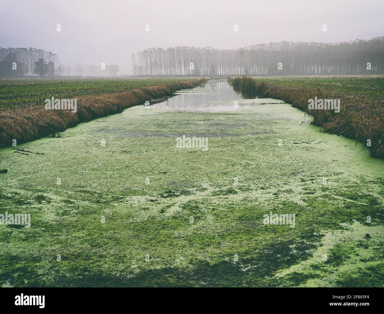 Closeup of a water irrigation canal full of green algae with tree ...