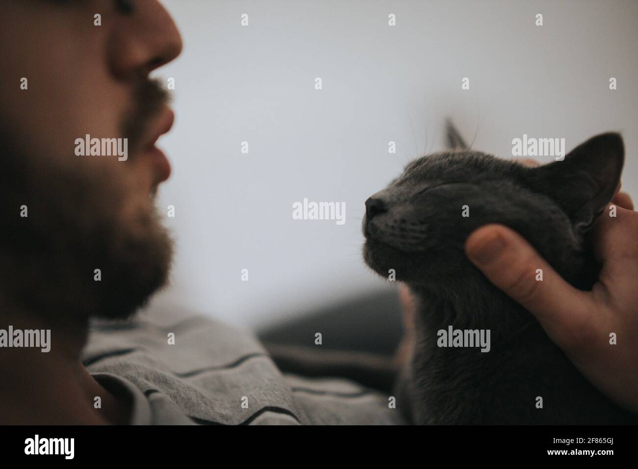 Closeup shot of a man petting his black fluffy cat Stock Photo - Alamy