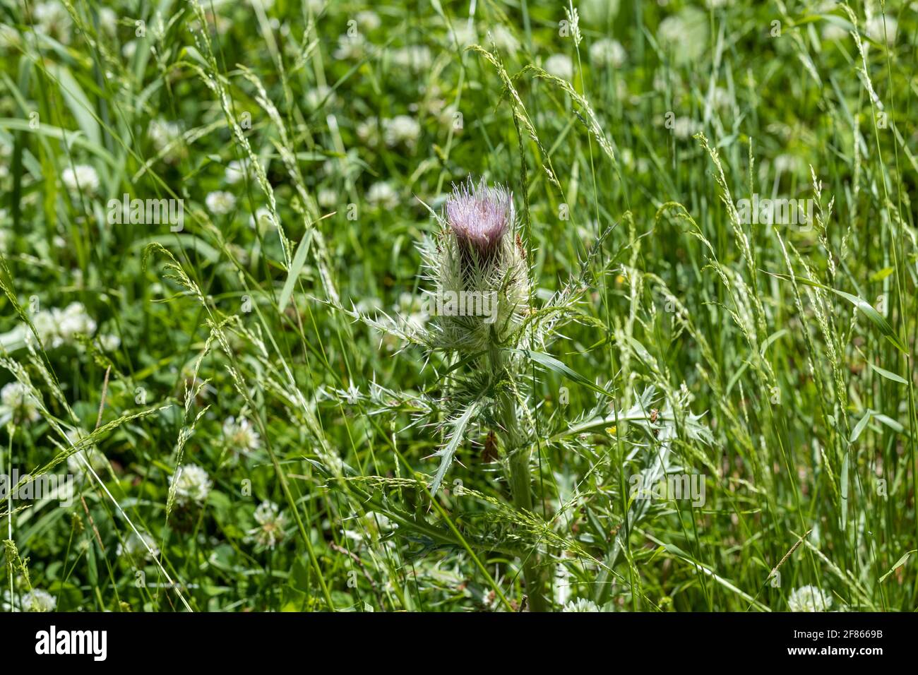 Thistle in a field of dandelions Thistle is the common name of a group ...