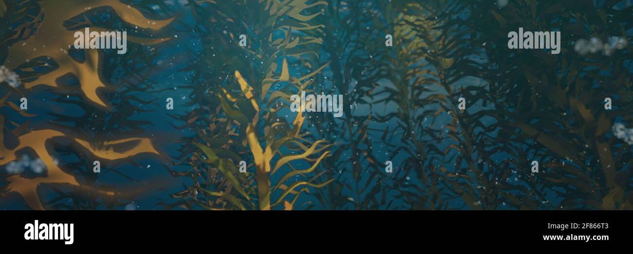 kelp forest, giant brown algae seaweed Stock Photo - Alamy
