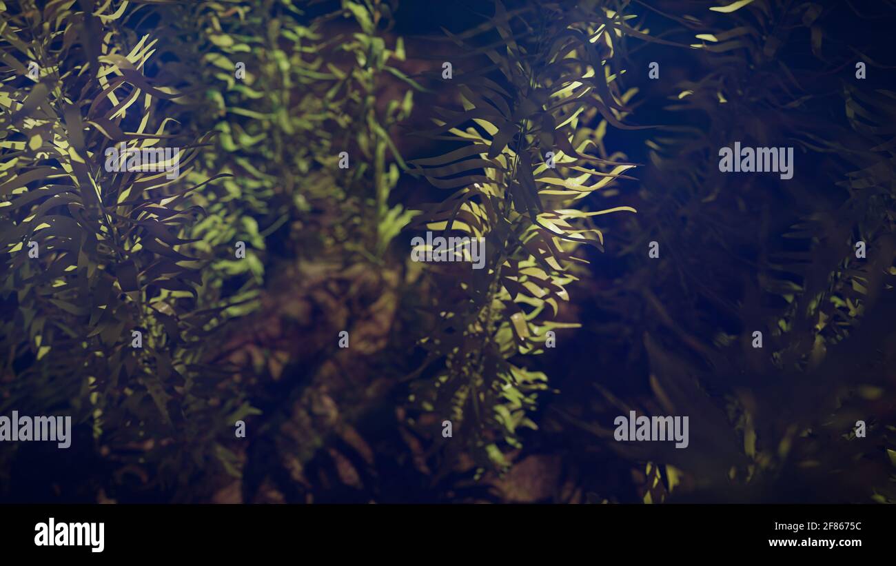 kelp forest, giant brown algae seaweed Stock Photo - Alamy