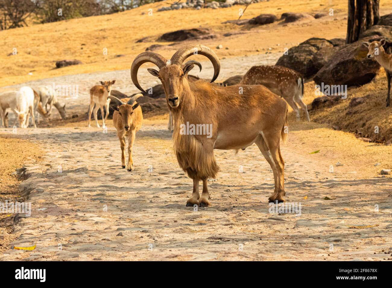 Barbary Sheep Africa High Resolution Stock Photography and Images - Alamy