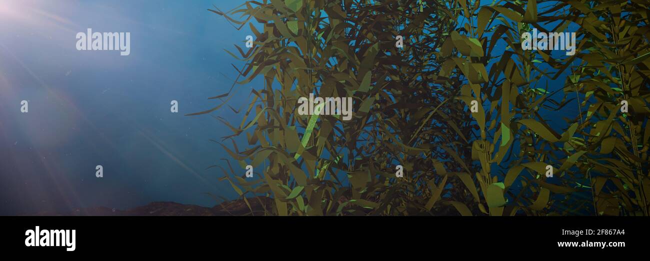 kelp forest, giant brown algae seaweed Stock Photo - Alamy