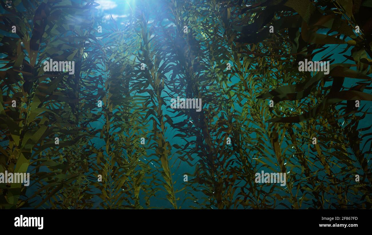 kelp forest, giant algae seaweed Stock Photo - Alamy
