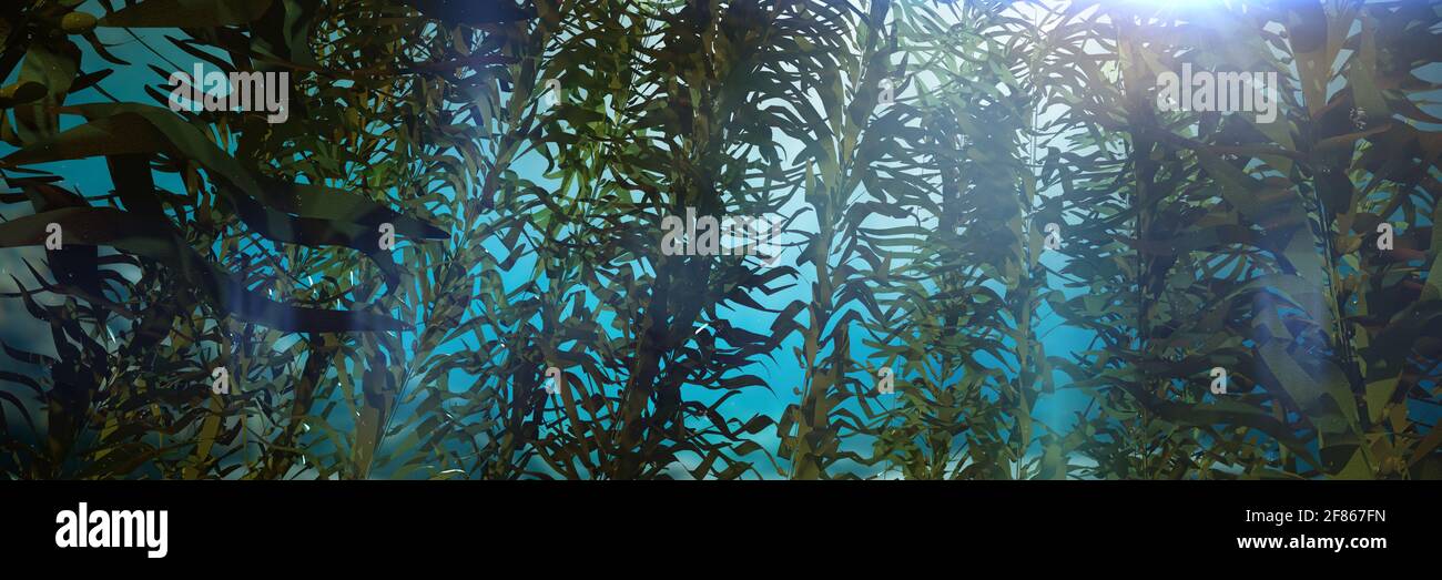 Kelp forest habitat hi-res stock photography and images - Alamy