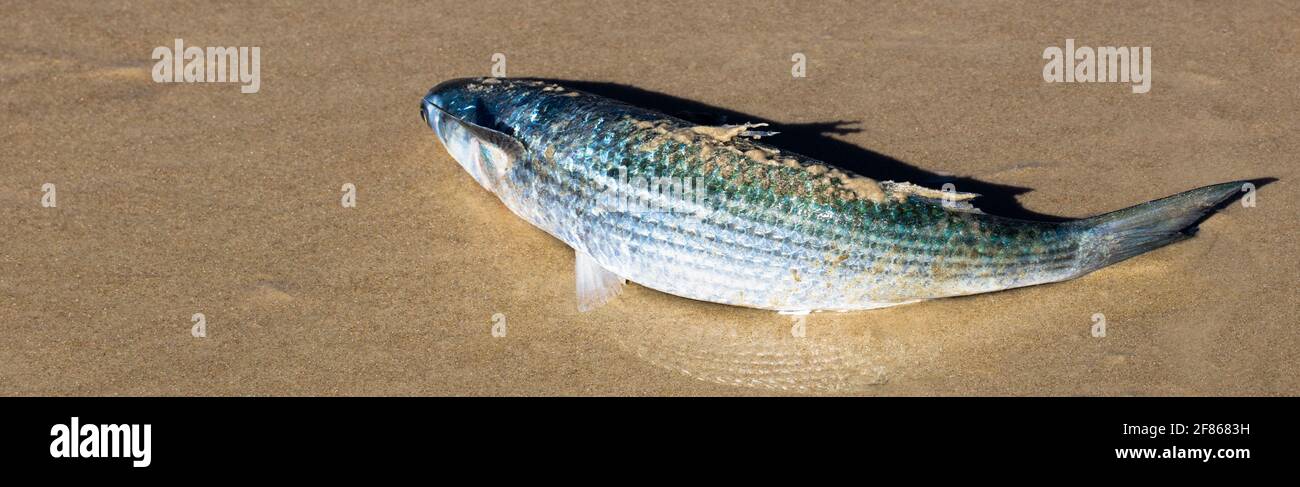 Closeup shot of a mullet fish on the beach Stock Photo - Alamy