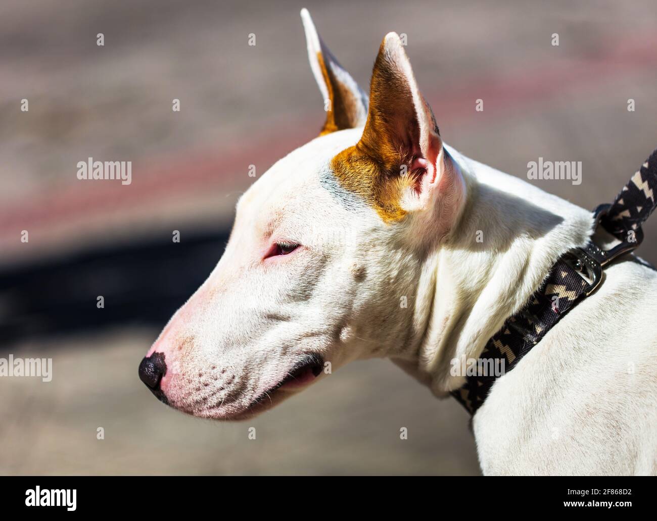 Bull terrier head hi-res stock photography and images - Alamy