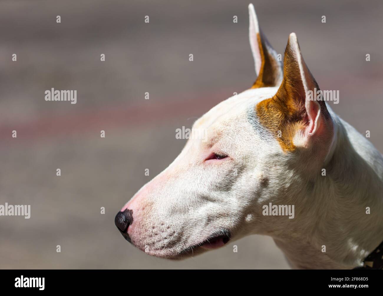 Bull terrier head hi-res stock photography and images - Alamy
