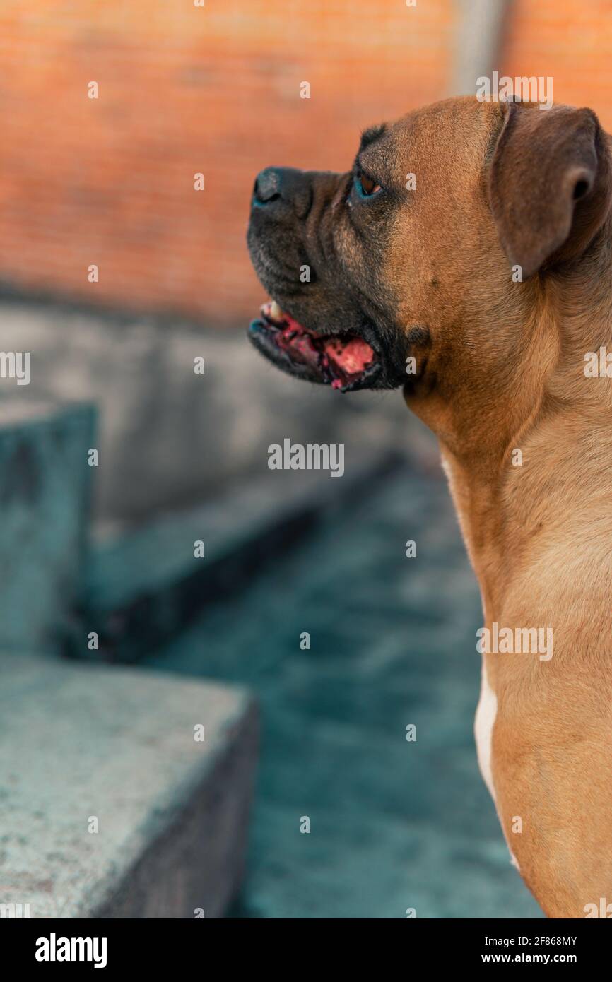 Boxer dog breed head hi-res stock photography and images - Alamy