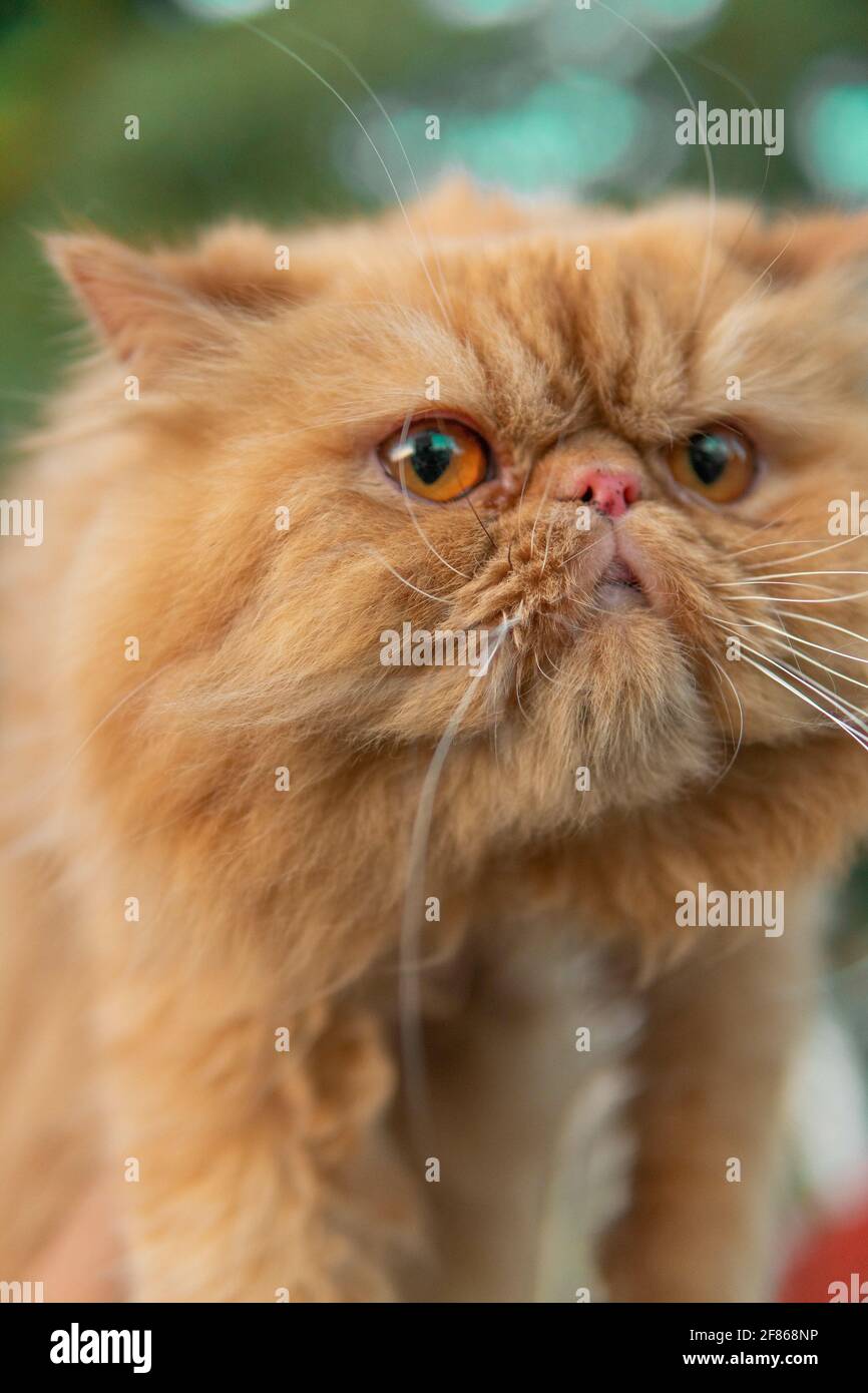 Vertical shot of a cute ginger Persian cat Stock Photo - Alamy