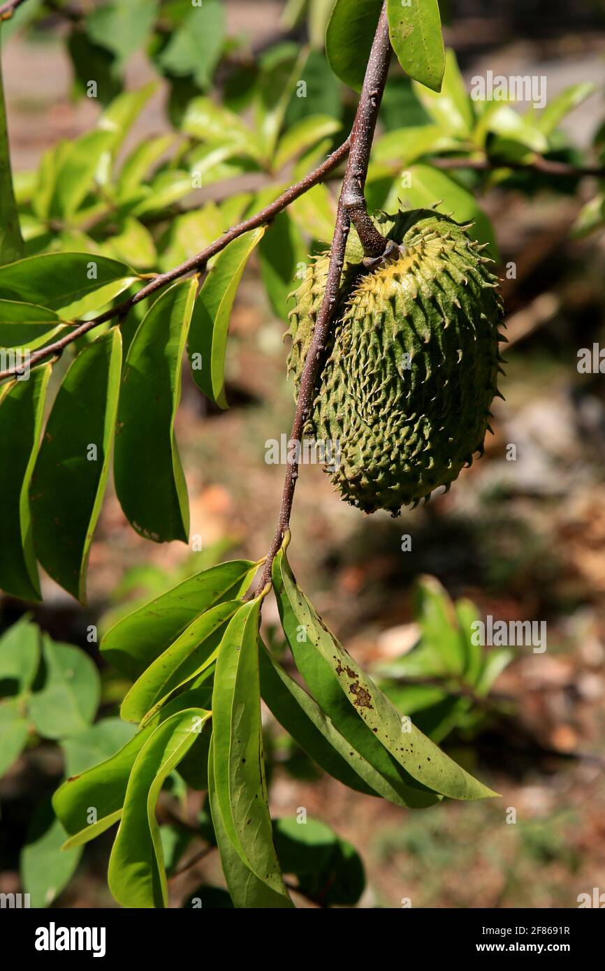 salvador, bahia, brazil - january 11, 2021: soursop fruit is seen in a ...