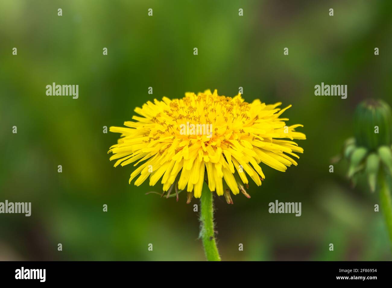 Field of yellow dandelions. Summer field of dandelions. Taraxacum ...