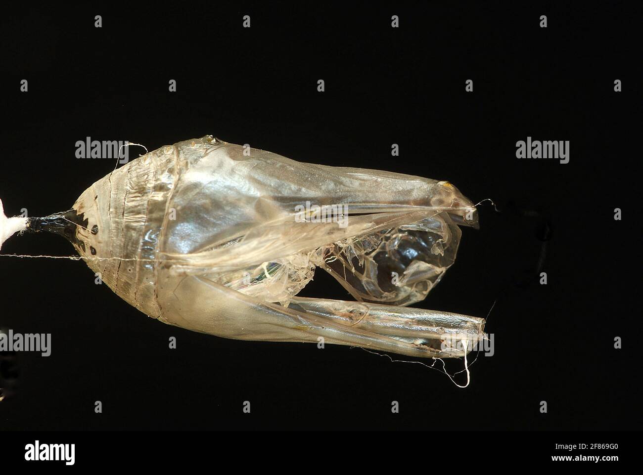 Monarch butterfly cycle hi-res stock photography and images - Alamy