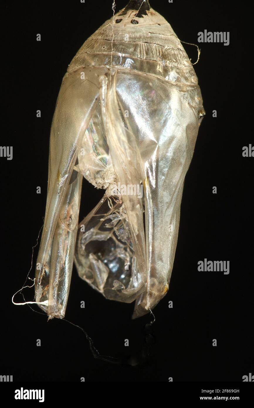 Monarch butterfly chrysalis: newly formed and hatched Stock Photo - Alamy