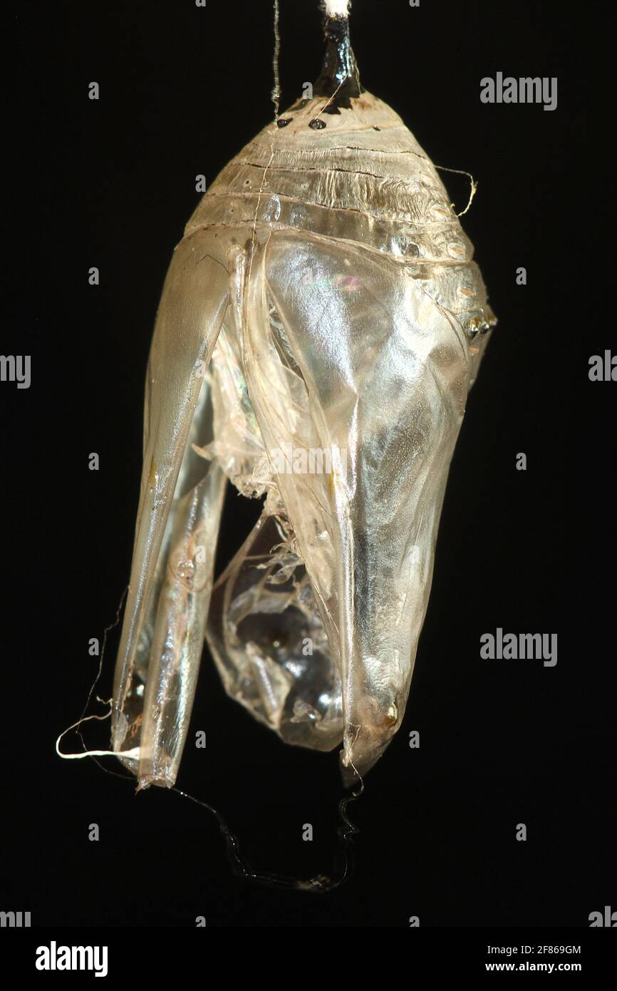 Monarch butterfly chrysalis: newly formed and hatched Stock Photo - Alamy