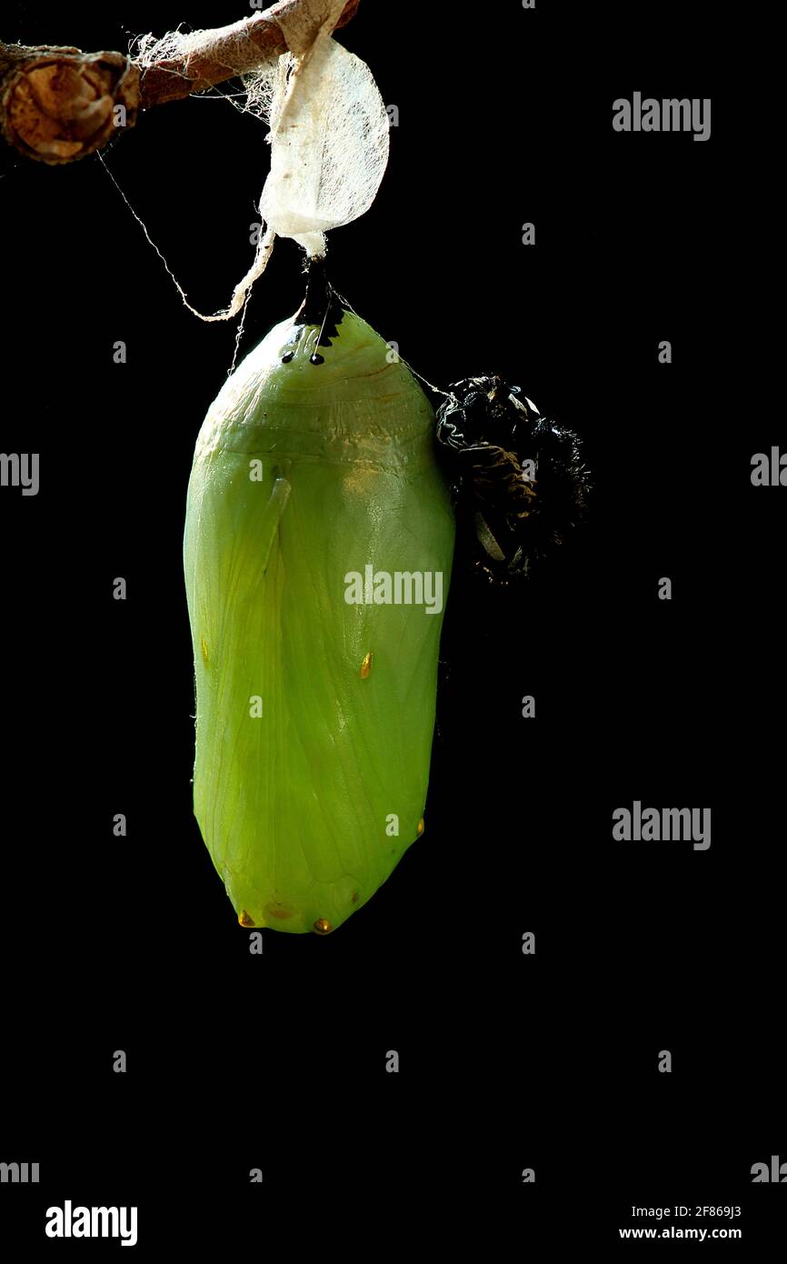 Monarch butterfly chrysalis: newly formed and hatched Stock Photo - Alamy