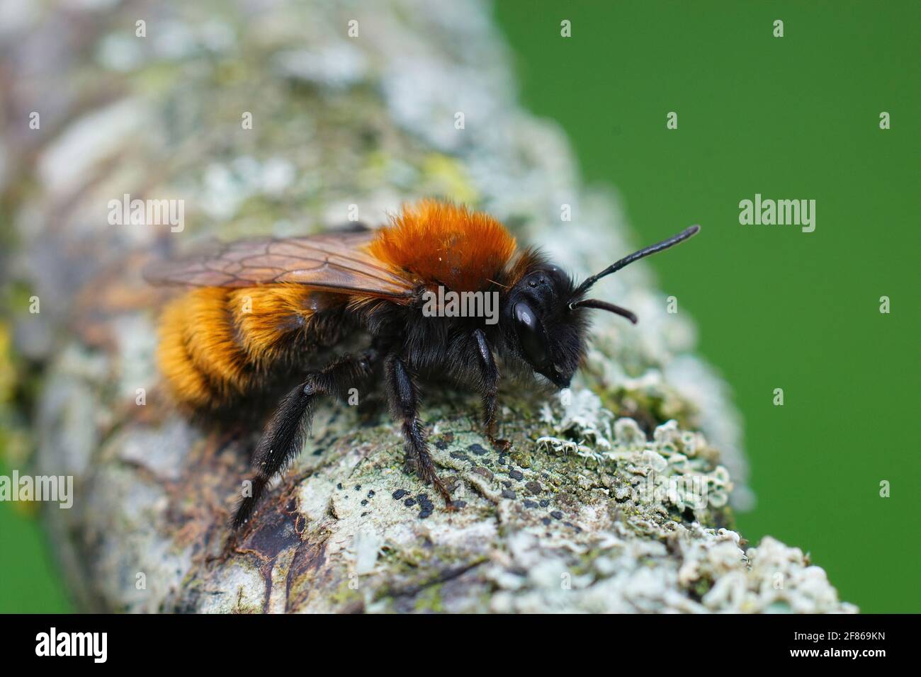 Female tawny mining bee infected with a parasite stylops nevinsoni on ...