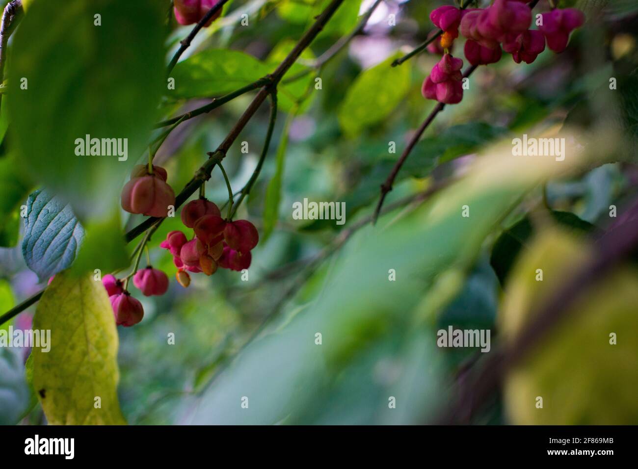 Deciduous shrub, pink flowers with orange seeds of euonymus europaeus ...