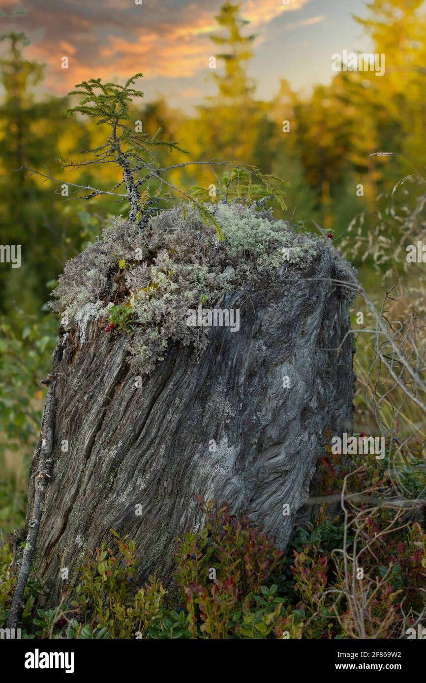Vertical shot of a dead tree stump in a forest during sunset Stock ...