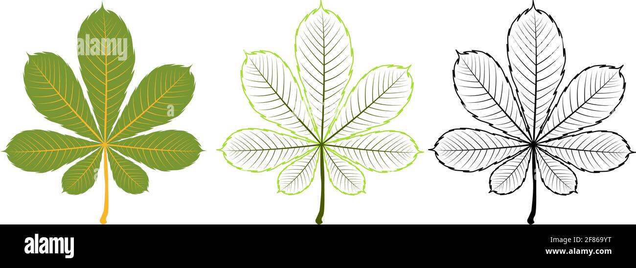 Set of different chestnut leaves. Includes colorful, contour and black ...