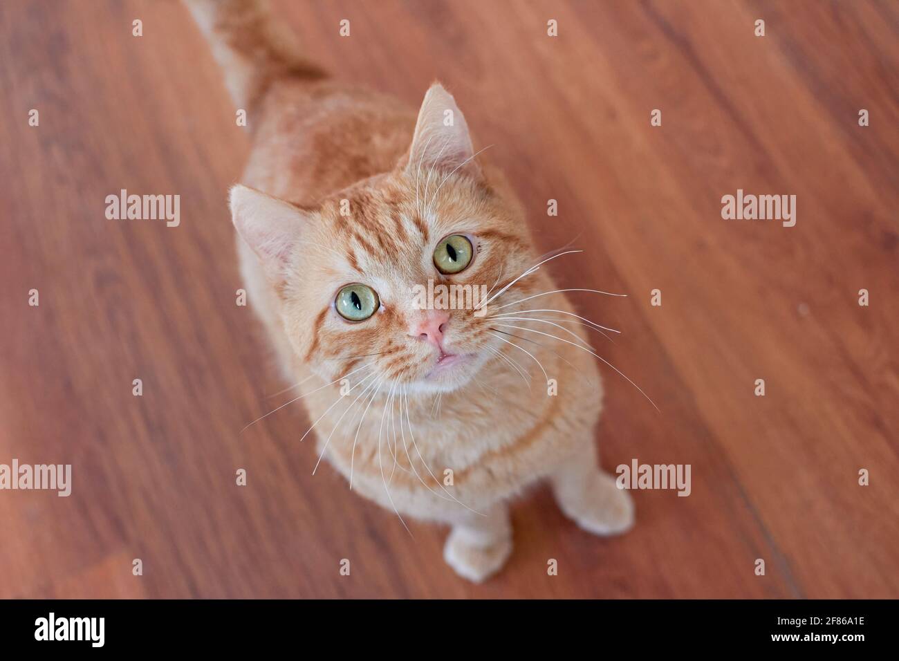 Cute ginger cat with green eyes Stock Photo - Alamy