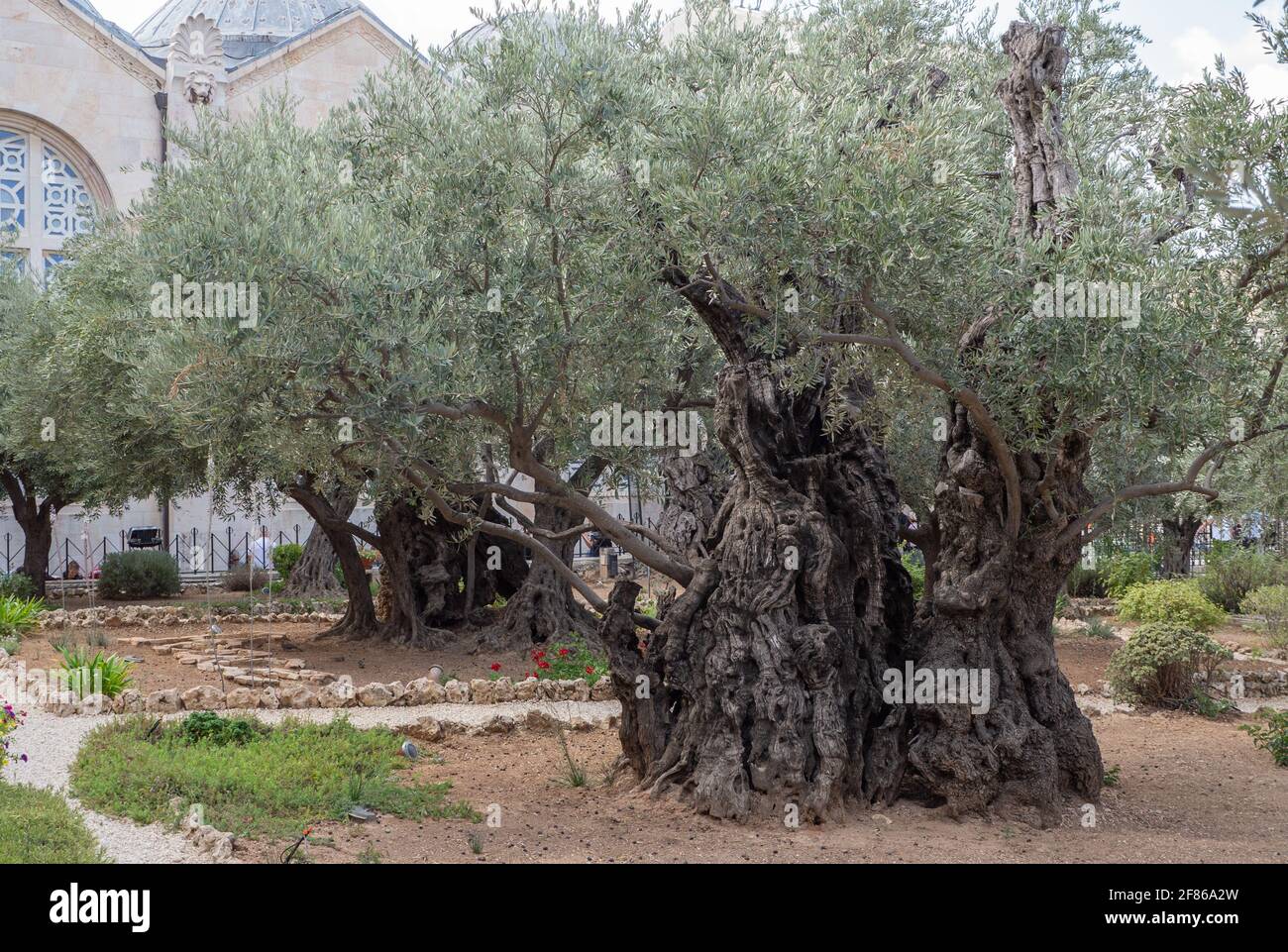Old olive trees in the garden of Gethsemane, Jerusalem Stock Photo - Alamy