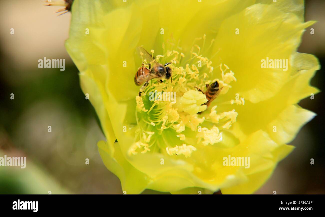 salvador, bahia, brazil - january 11, 2021: african bee insect is seen ...