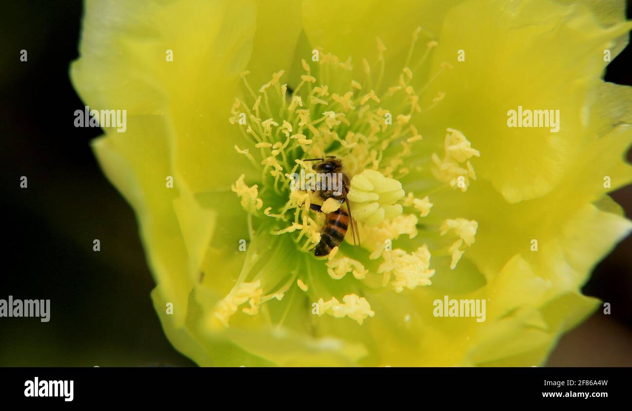 salvador, bahia, brazil - january 11, 2021: african bee insect is seen ...