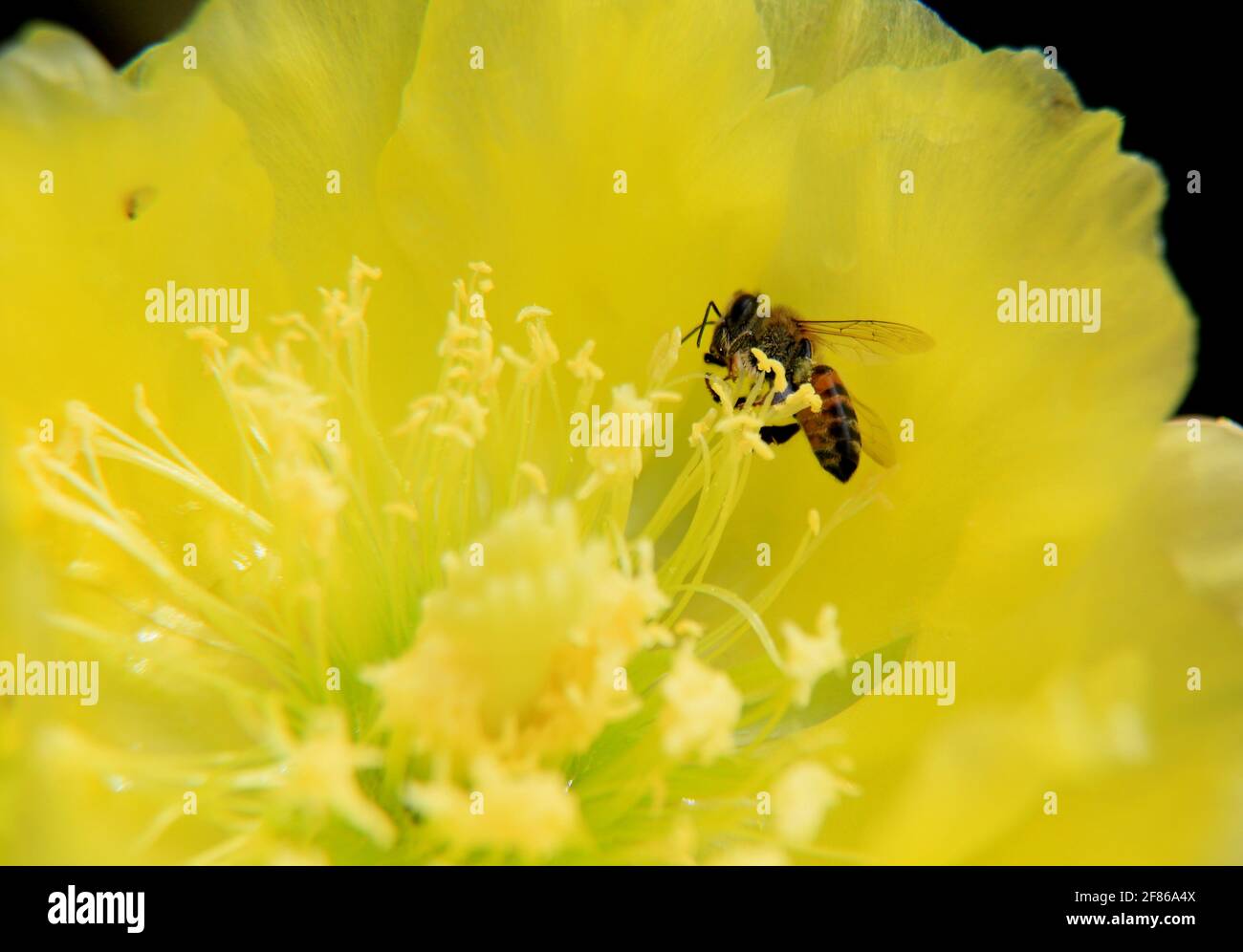 African killer bee hi-res stock photography and images - Alamy