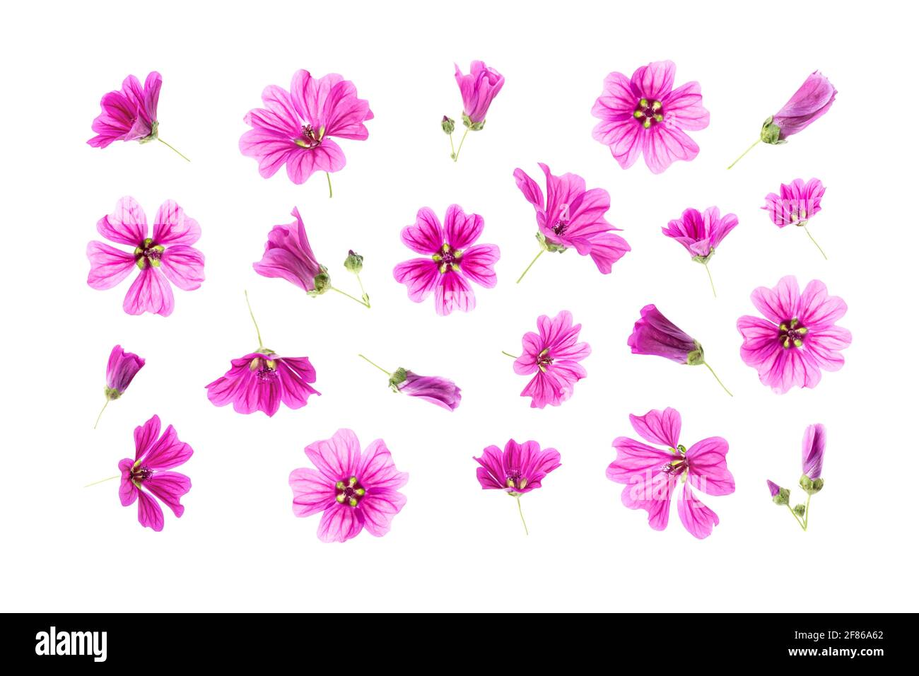 Magenta pattern set Cut Out Stock Images & Pictures - Alamy