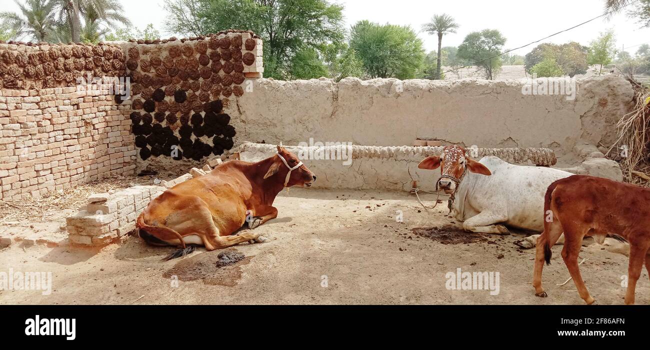 two beautiful cows sitting in rural home,pure village background with ...