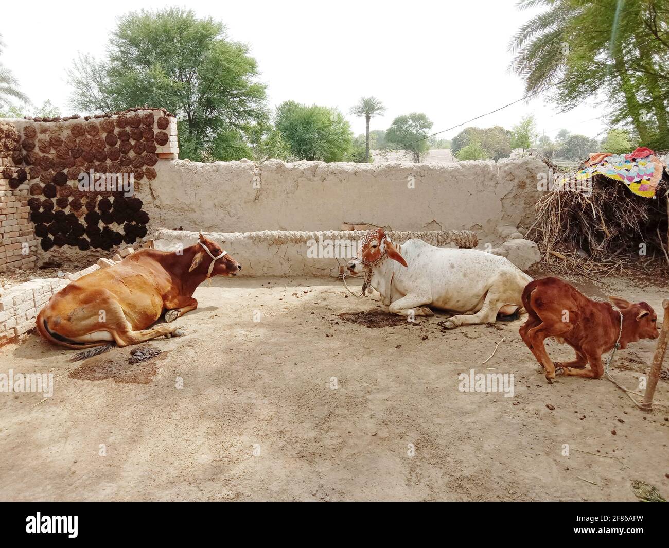 two beautiful cows sitting in rural home,pure village background with ...