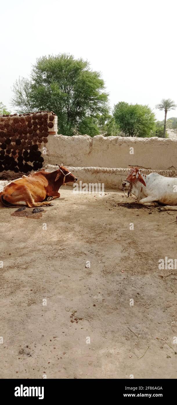 two beautiful cows sitting in rural home,pure village background with ...
