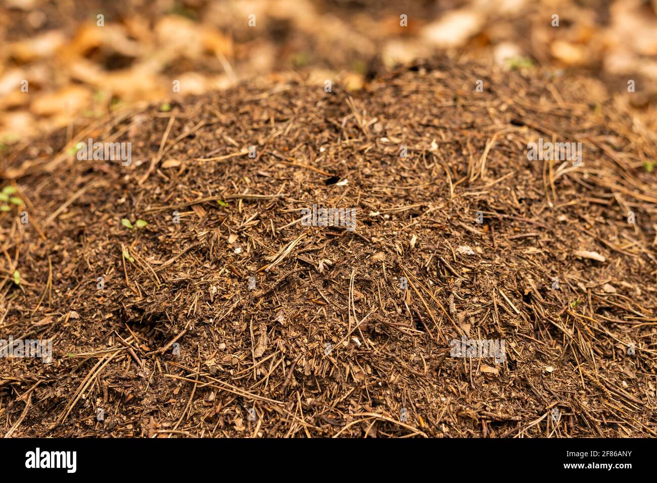Top of anthill hi-res stock photography and images - Alamy