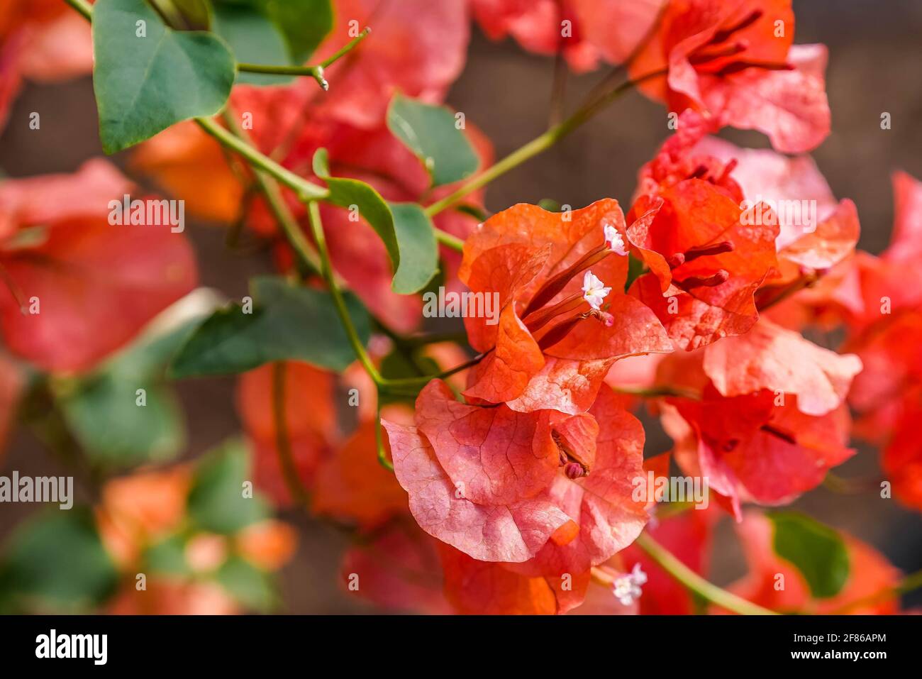 Close up bougainvillea flower hi-res stock photography and images - Alamy