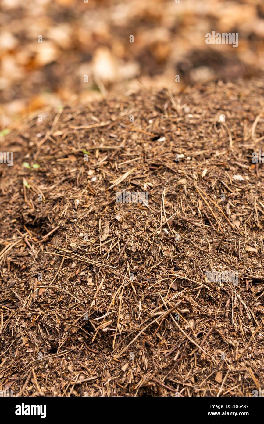 Close up of a ant hill Stock Photo - Alamy
