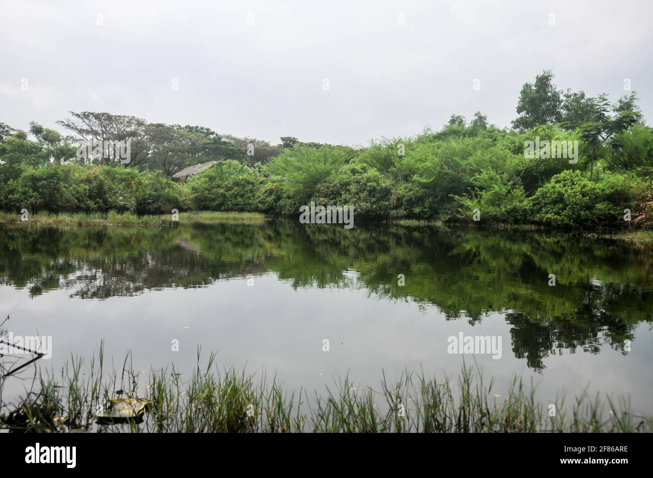 Rainwater collecting pond Stock Photo - Alamy