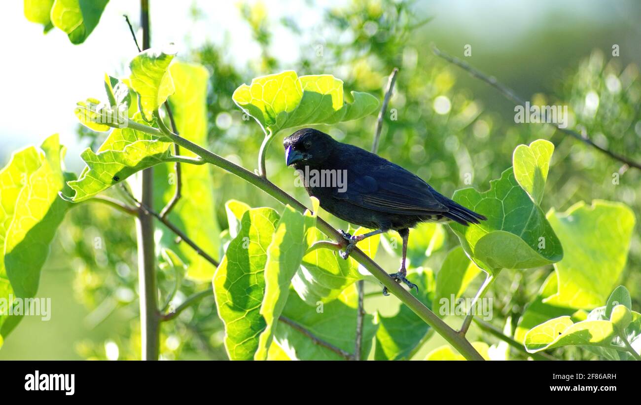 Darwin's finch perched in a tree at Darwin Station in Puerto Ayora ...