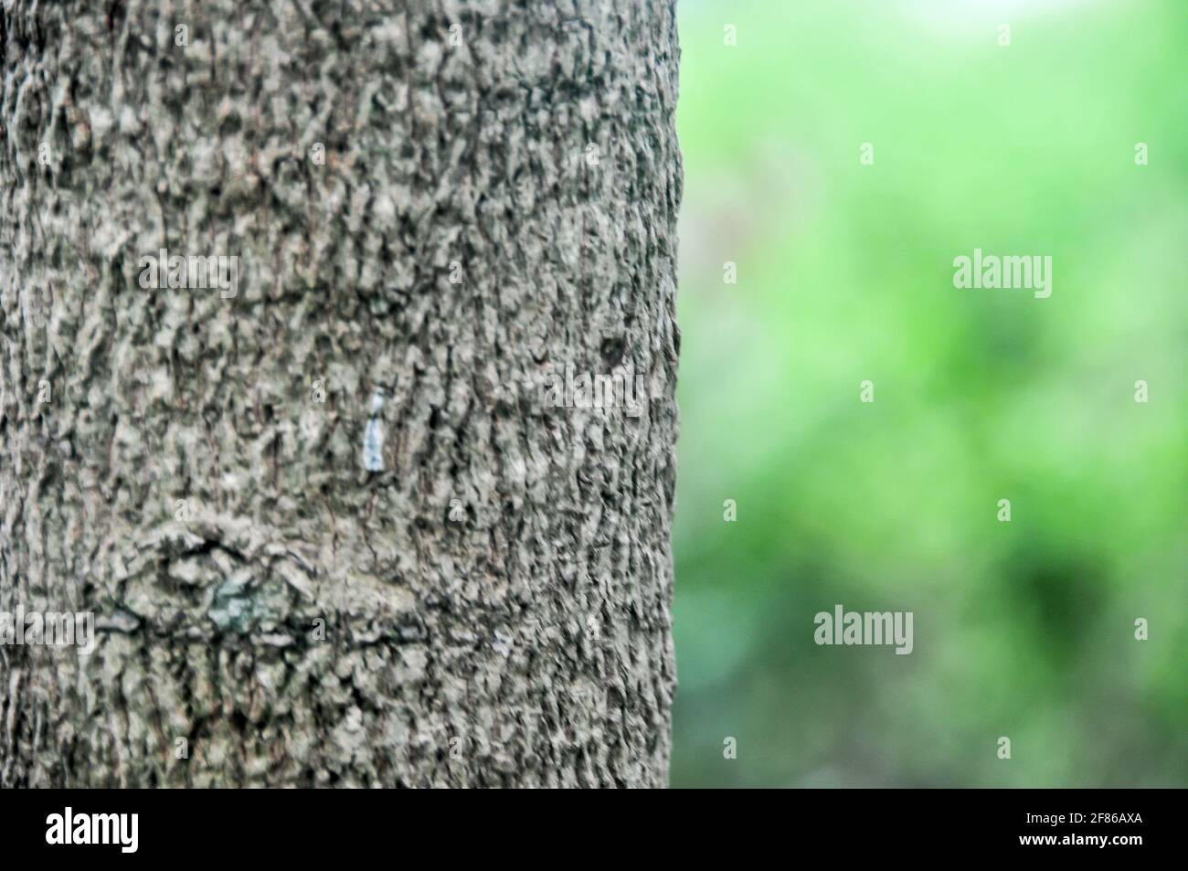 Wood grain up close Stock Photo - Alamy