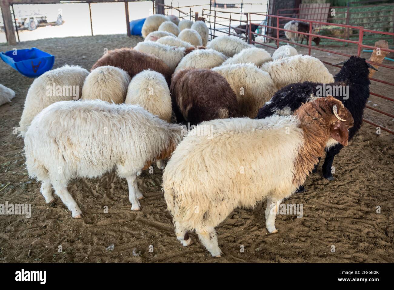 Group of goats on their farm, A goat farm where people come to buy the ...
