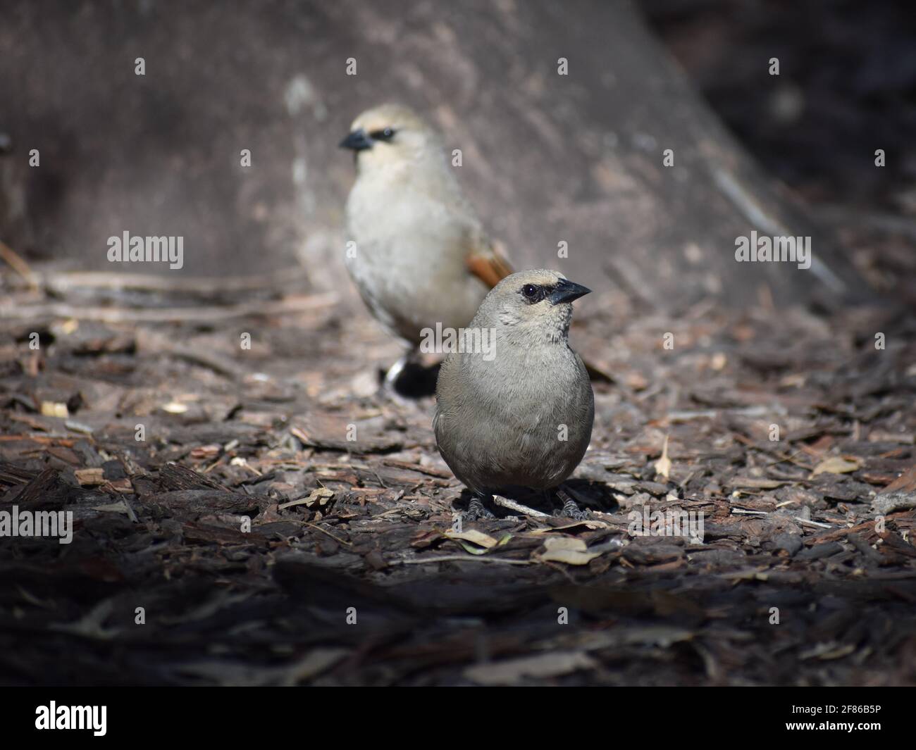 Agelaioides badius hi-res stock photography and images - Alamy